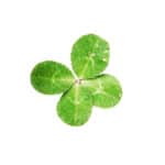 Slow Cooker Corned Beef and Cabbage - Savor the Best